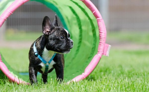 Todo sobre el perro Bulldog Francés: Precios, tipos, carácter, cuidados ...