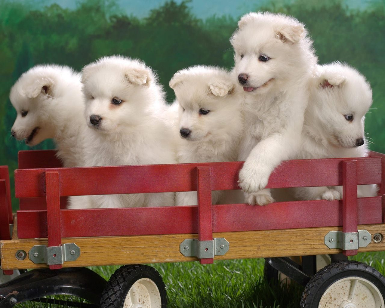 Todo sobre el perro Samoyedo: Precios, tipos, carácter, cuidados ...