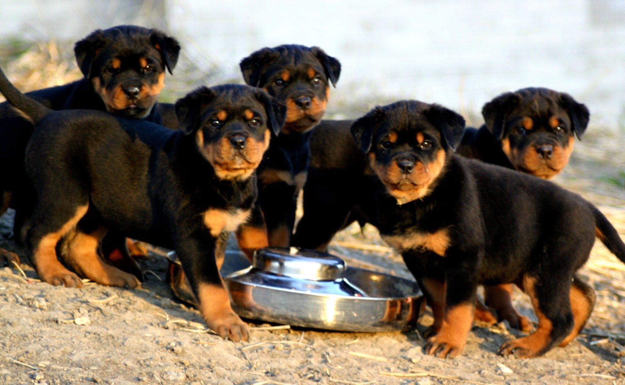 Todo sobre el perro Rottweiler: Precios, tipos, carácter, cuidados ...