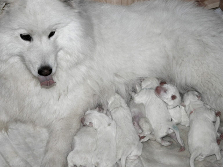 Todo sobre el perro Samoyedo: Precios, tipos, carácter, cuidados ...