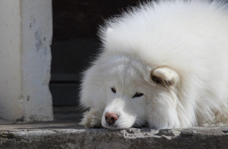 Todo sobre el perro Samoyedo: Precios, tipos, carácter, cuidados ...