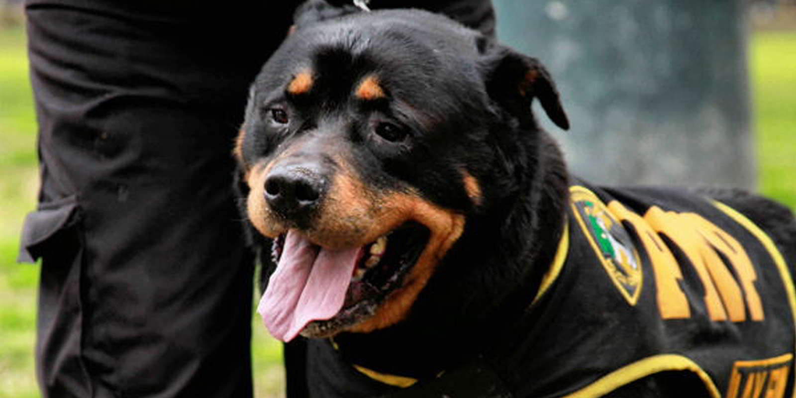Todo sobre el perro Rottweiler: Precios, tipos, carácter, cuidados ...