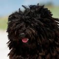Todo sobre el perro Puli: Precios, tipos, carácter, cuidados ...