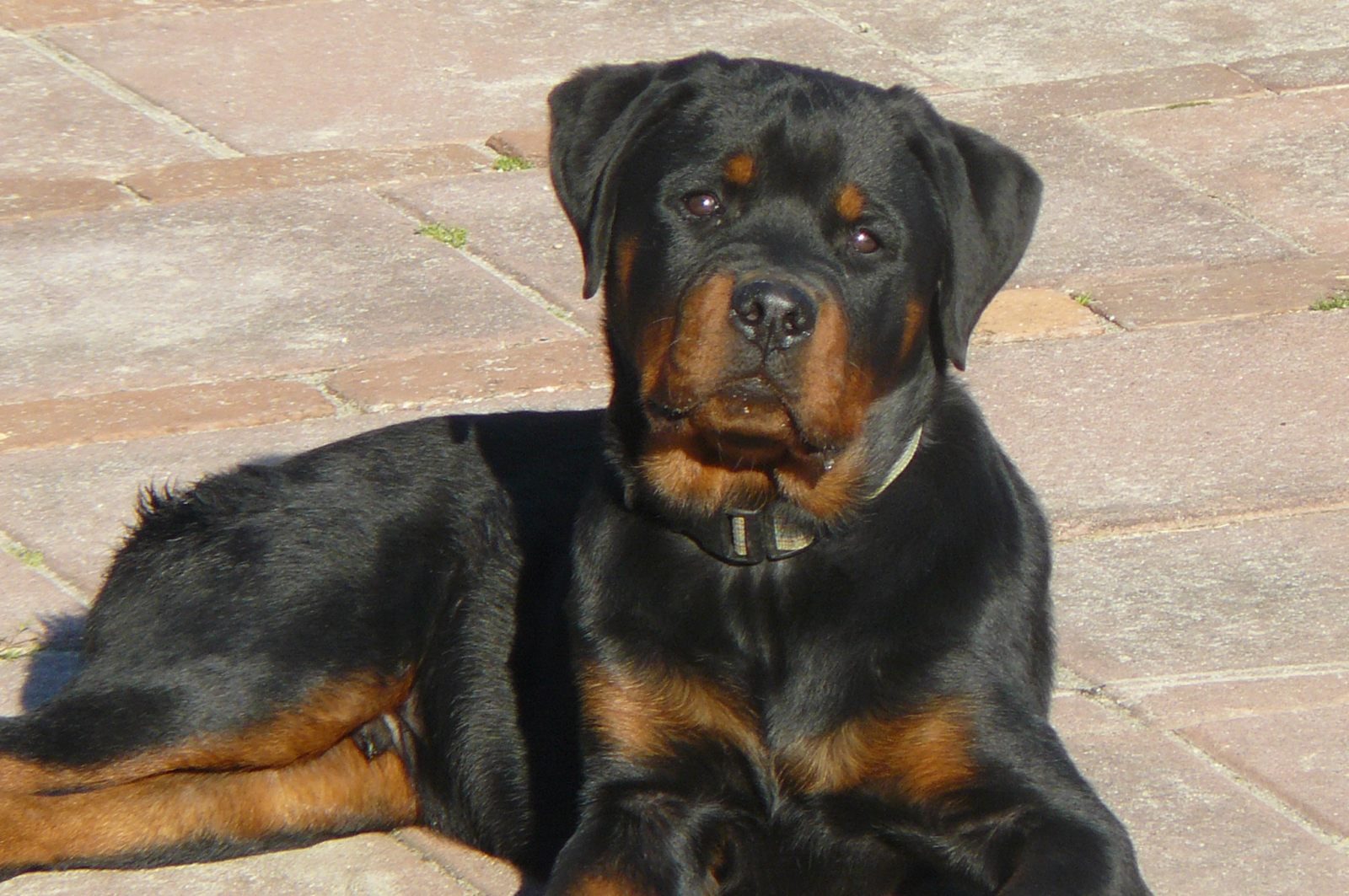 Todo sobre el perro Rottweiler: Precios, tipos, carácter, cuidados ...