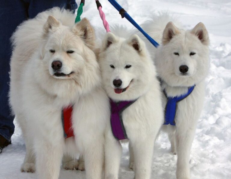 Todo sobre el perro Samoyedo: Precios, tipos, carácter, cuidados ...