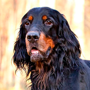 Todo sobre el perro Galgo inglés (Lebrel inglés, Greyhound): Precios ...