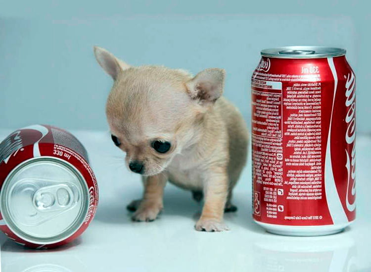 Todas las razas de perros pequeños con fotos y sus precios - Aperrados.com