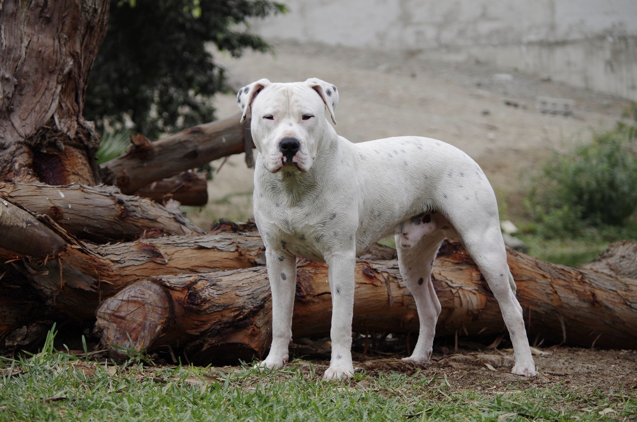 Todo sobre el perro Dogo argentino: Precios, tipos, carácter, cuidados ...