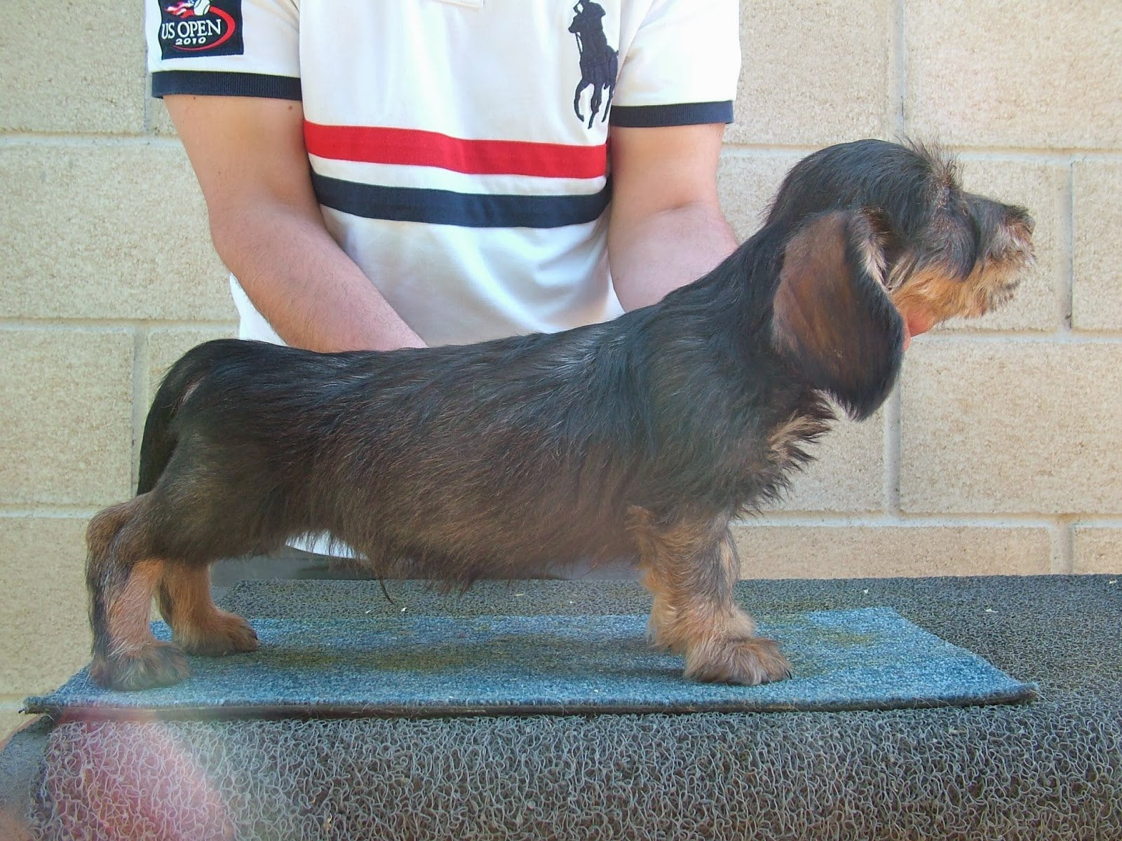 Todo sobre el perro Teckel (Salchicha, Dachshund): Precios, tipos ...