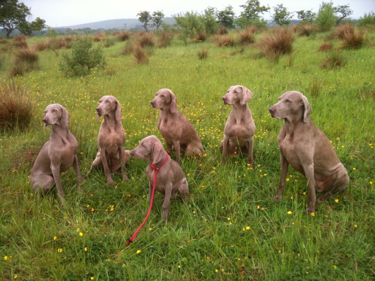 Todo sobre el perro Braco de Weimar (Weimaraner): Precios, tipos ...
