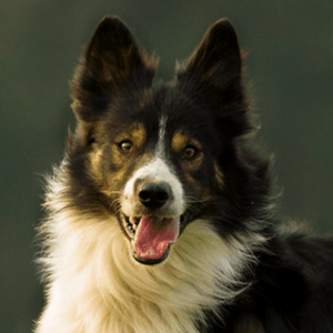 Todo sobre el perro Samoyedo: Precios, tipos, carácter, cuidados ...
