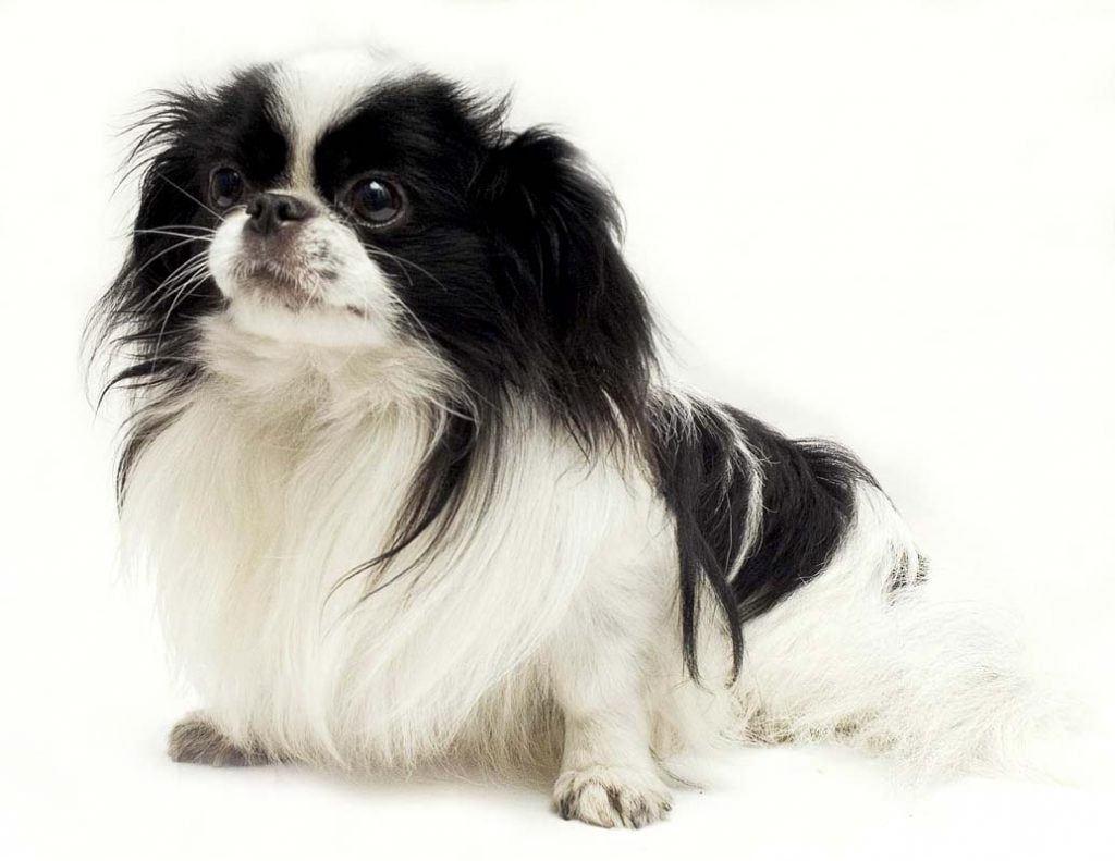 Todo sobre el perro Spaniel Japonés: Precios, tipos, carácter, cuidados ...