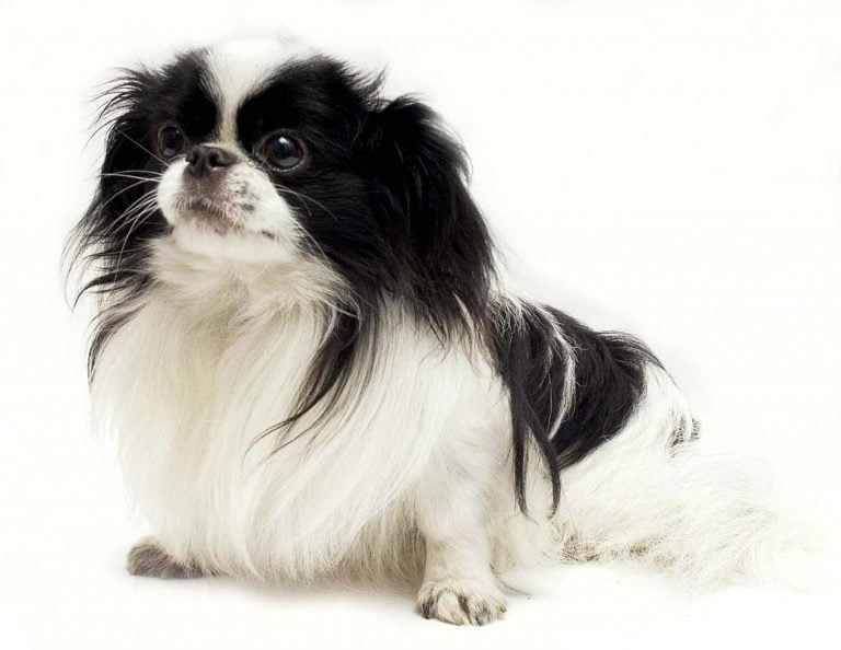 Todo sobre el perro Spaniel Japonés: Precios, tipos, carácter, cuidados ...